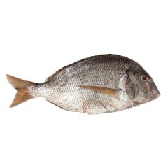 Porgy | Fish | Pierless Fish