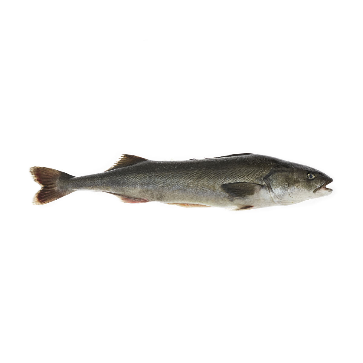 Whole Wild Black Cod | Black Cod | Pierless Fish