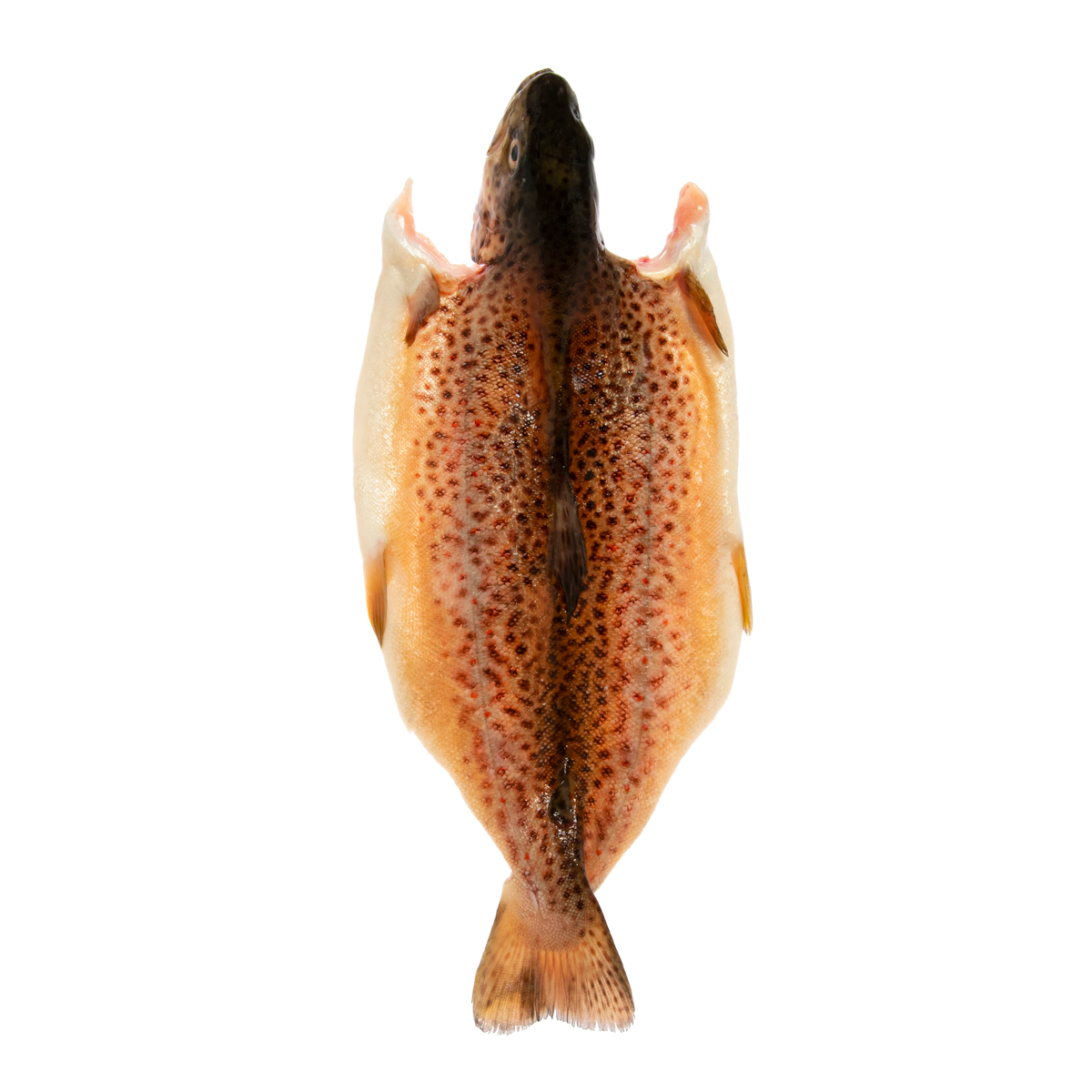 Butterflied Farmed Idaho Trout | Idado Farmed Trout | Pierless Fish