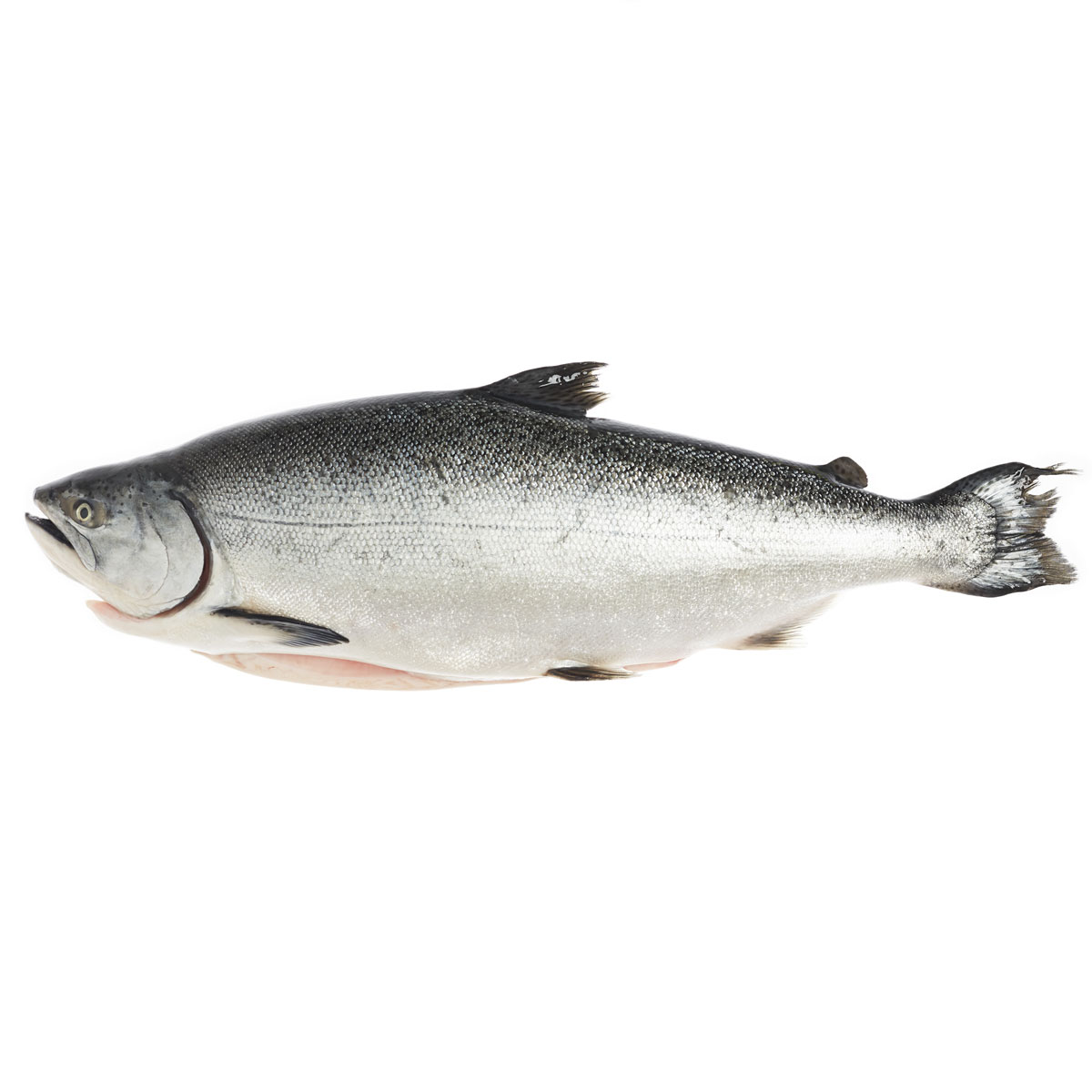 Whole Farmed Ora King Salmon | Ora King Salmon | Pierless Fish