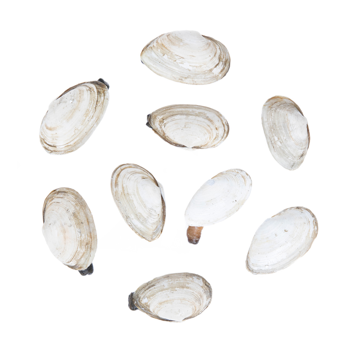 Farmed Steamer Clams | Steamer Clams | Pierless Fish