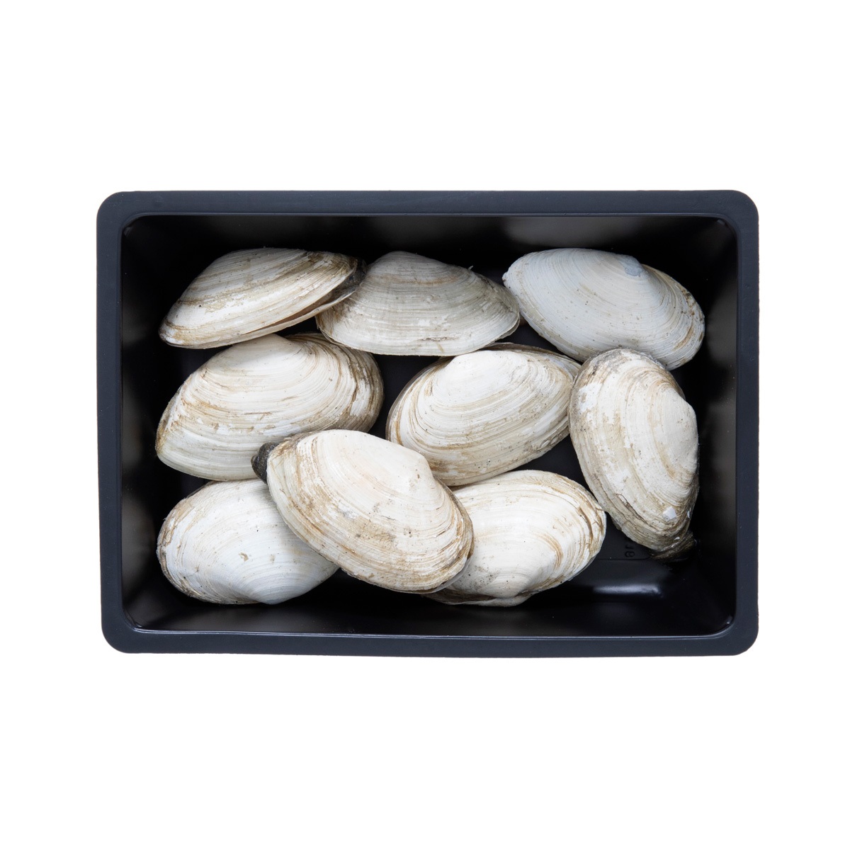 Farmed Steamer Clams | Steamer Clams | Pierless Fish