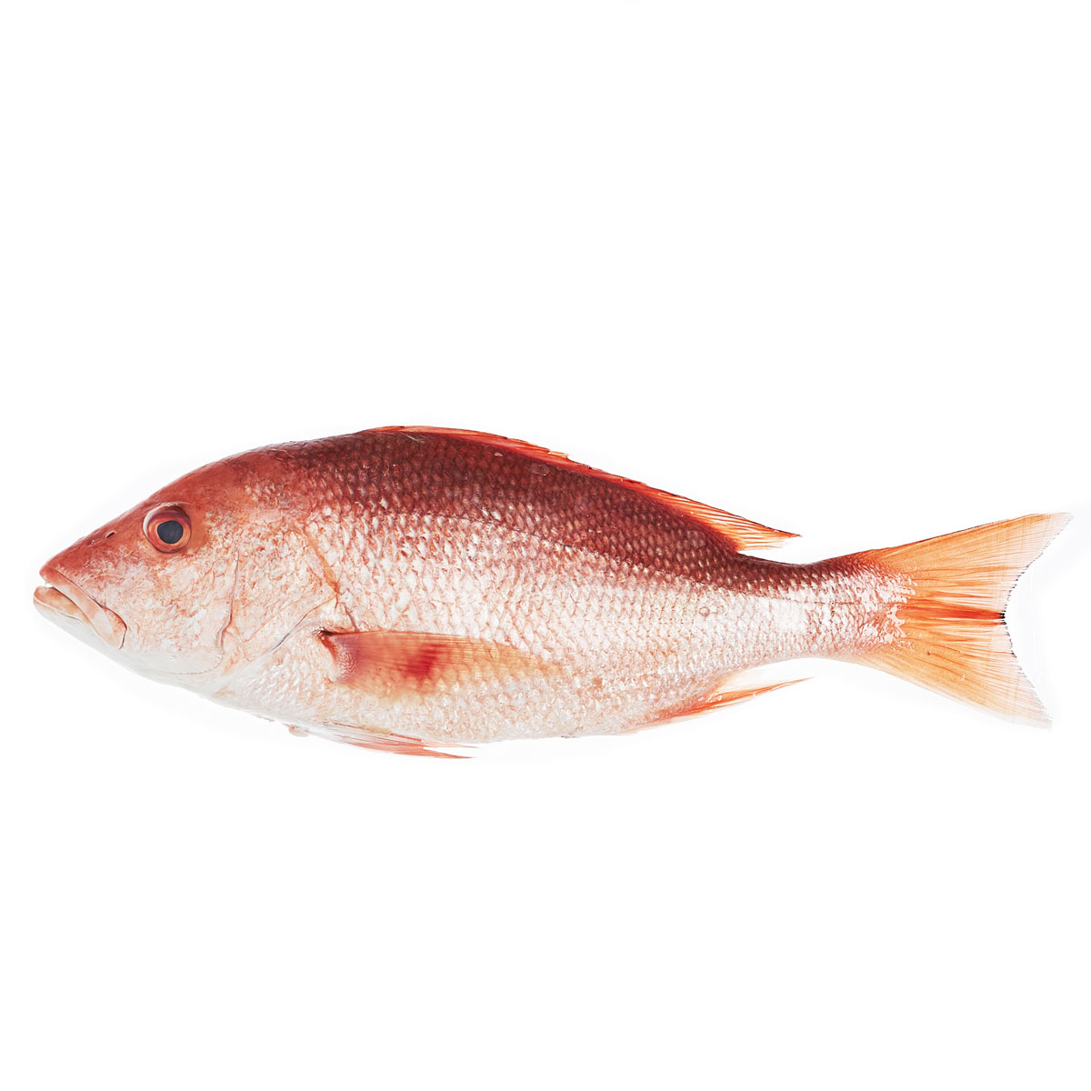Whole Wild Red Snapper | Red Snapper | Pierless Fish