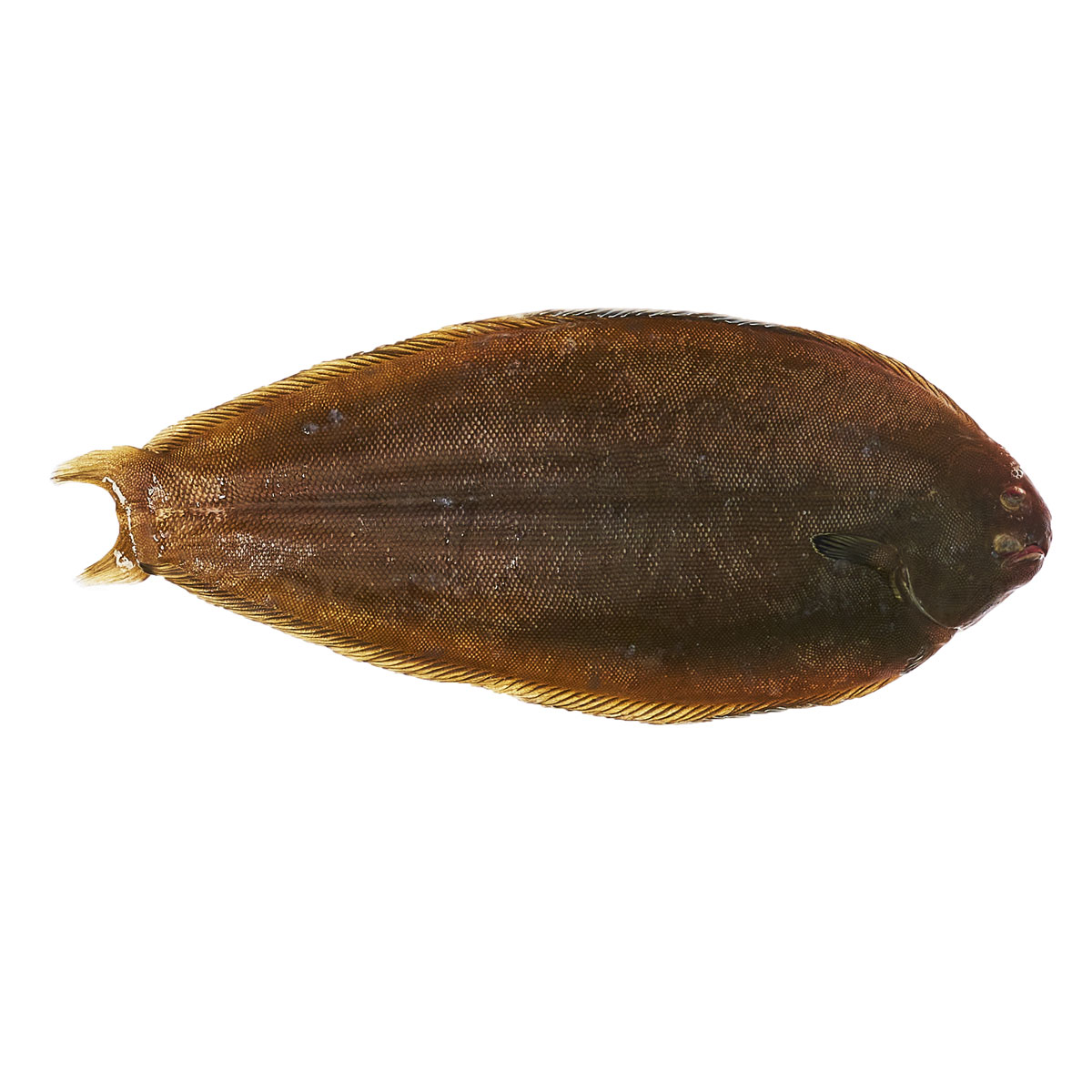 Whole Farmed Dover Sole | Dover Sole | Pierless Fish