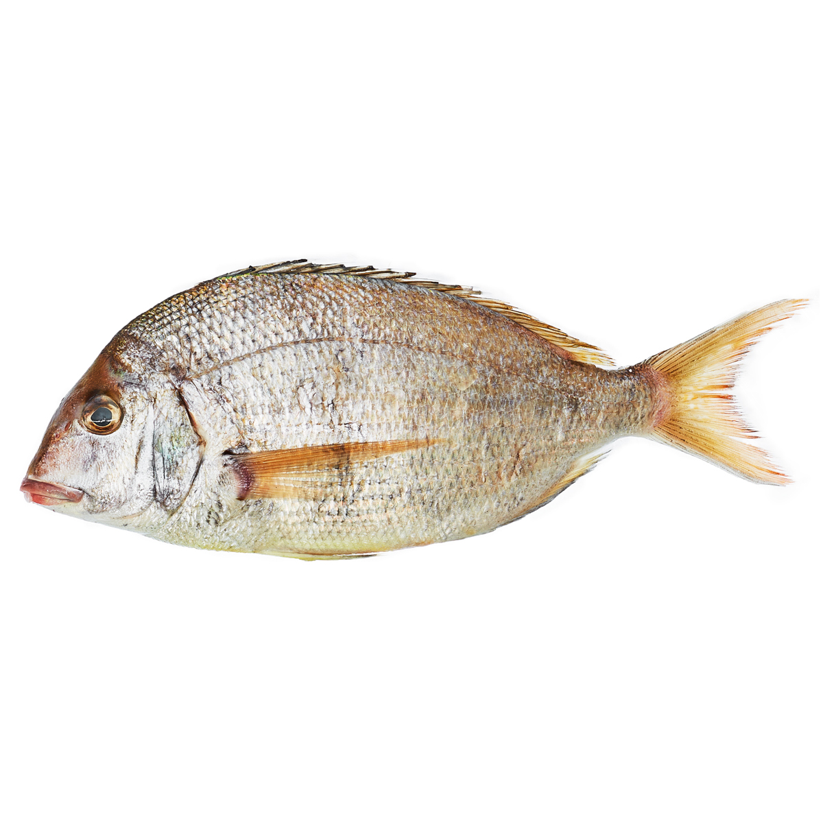Whole Wild Porgy | Porgy | Pierless Fish
