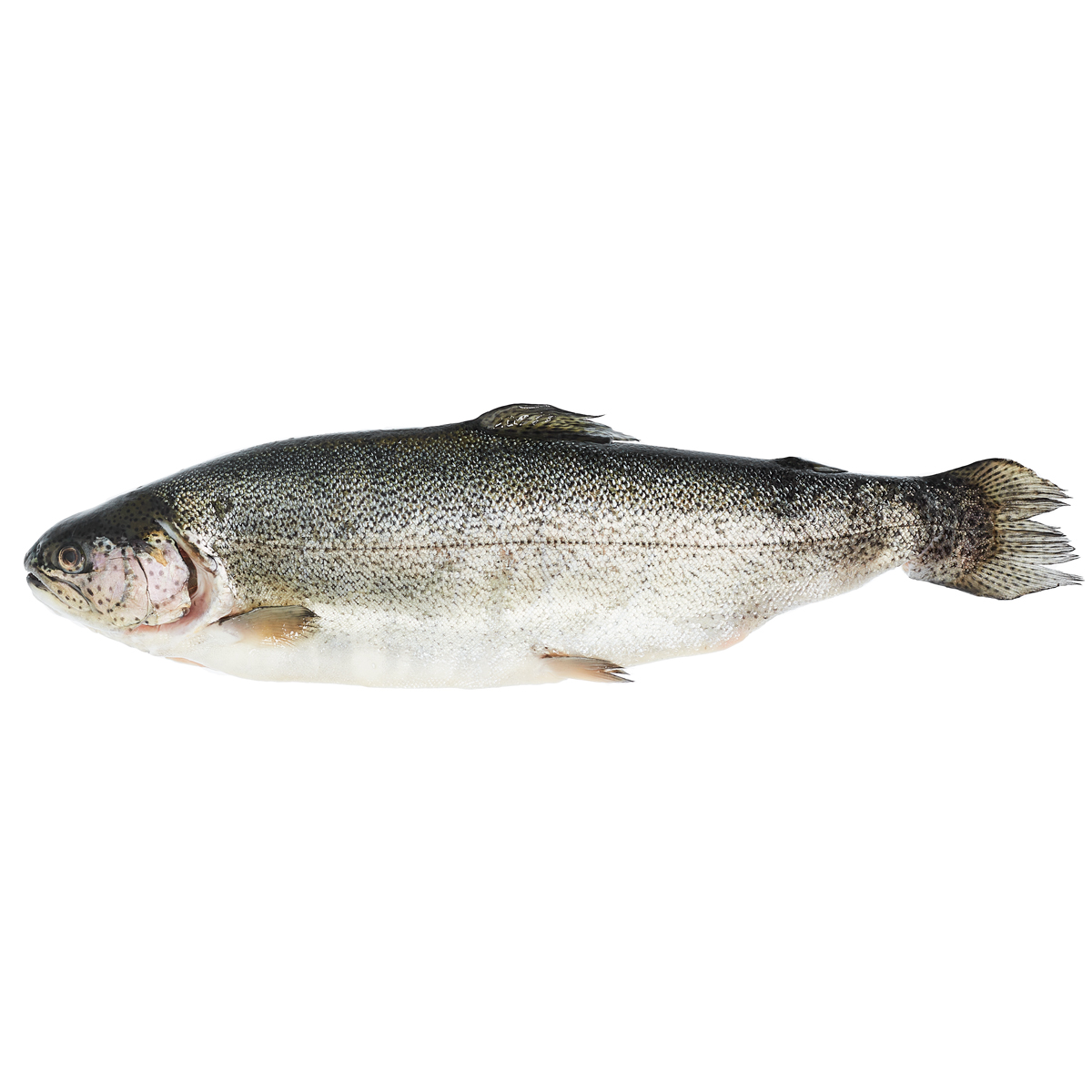 Whole Farmed Idaho Trout | Idado Farmed Trout | Pierless Fish