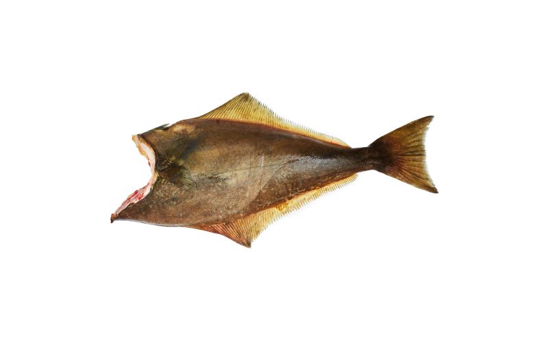 Whole Wild Atlantic Halibut Nova Scotia Halibut Pierless Fish