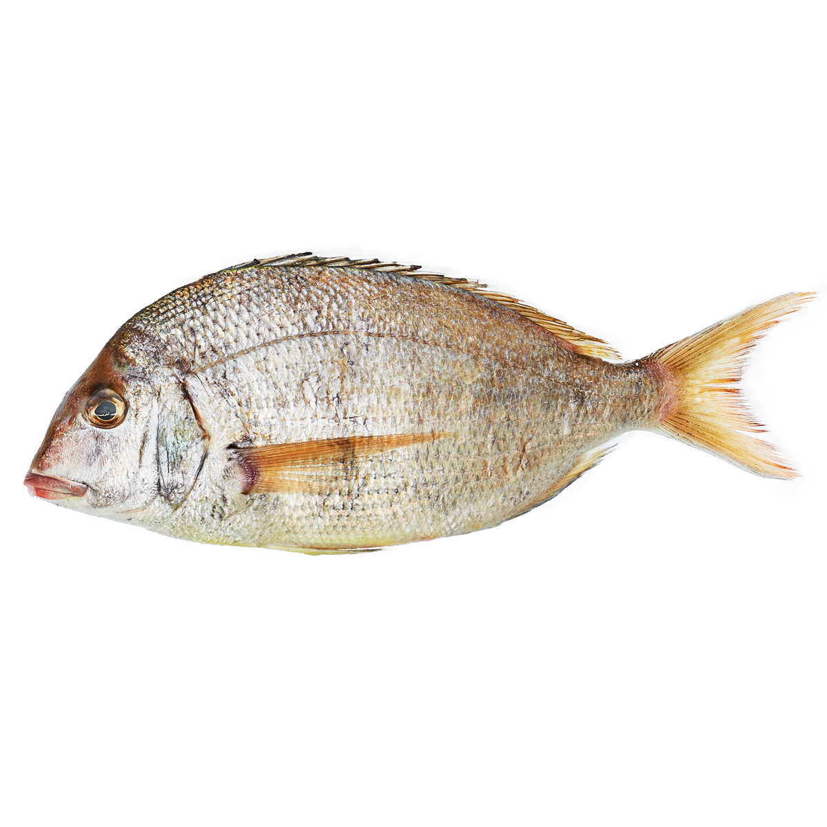 Whole Wild Porgy | Porgy | Pierless Fish