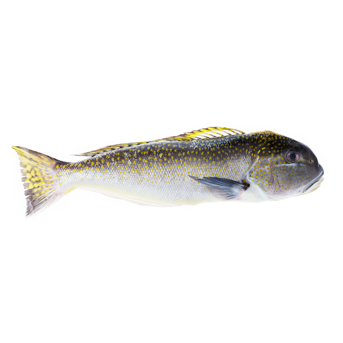 Scale & Gut Wild Golden Spotted Tilefish | Golden Spotted | Pierless Fish