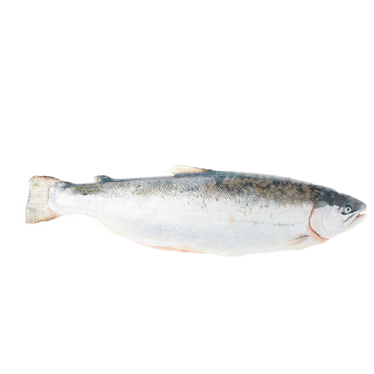 Whole Farmed Scottish Salmon | Scottish Salmon | Pierless Fish