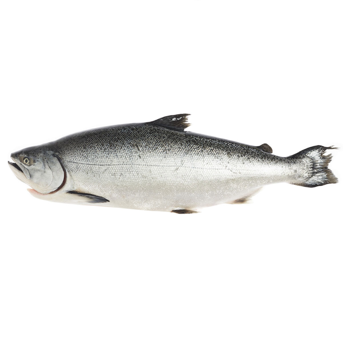 Scale & Gut Farmed Ora King Salmon | Ora King Salmon | Pierless Fish